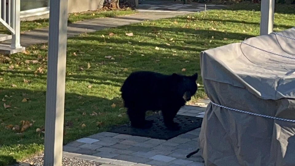 Un ourson sème l’émoi dans le secteur de Parc-de-la-Montagne-Saint ...