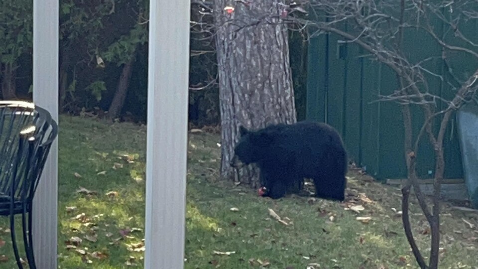 Un ourson sème l’émoi dans le secteur de Parc-de-la-Montagne-Saint ...