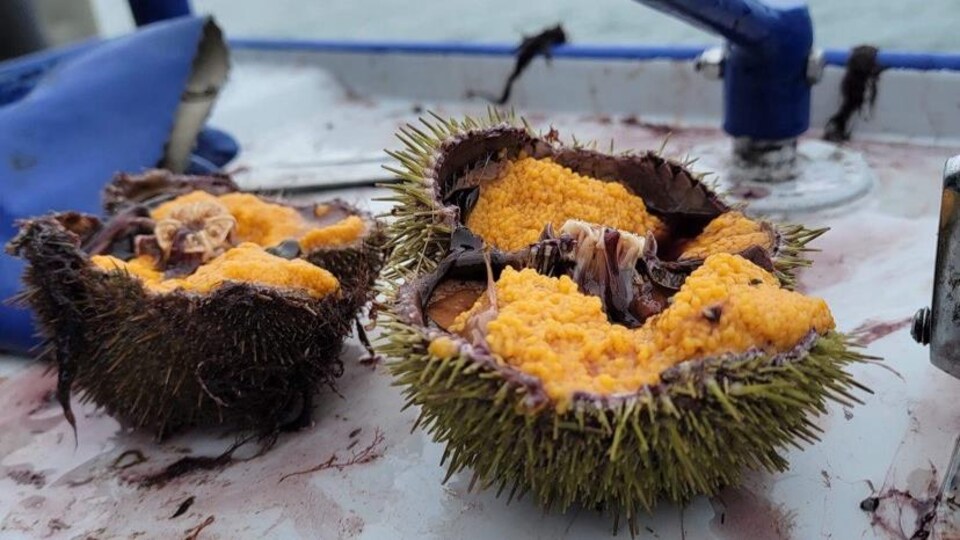 Joseph Roy, pêcheur d’oursin dans le Saint-Laurent