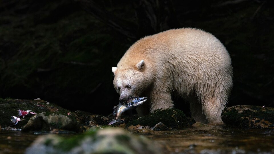 Interdire la chasse pour sauver l’ours Kermode