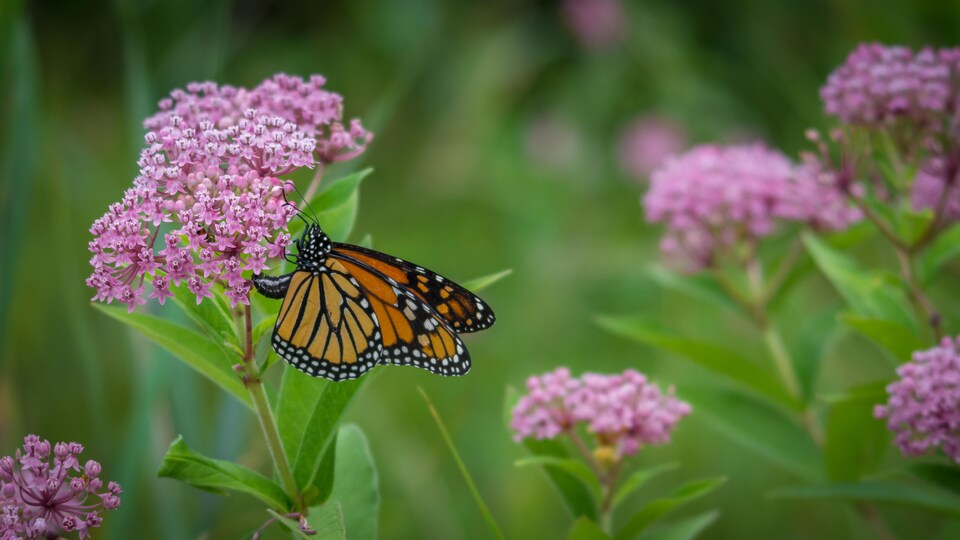 La relation entre le papillon monarque et l’asclépiade