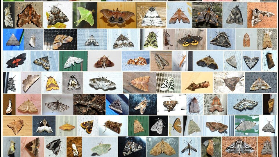 Conseils pour chasser les papillons
