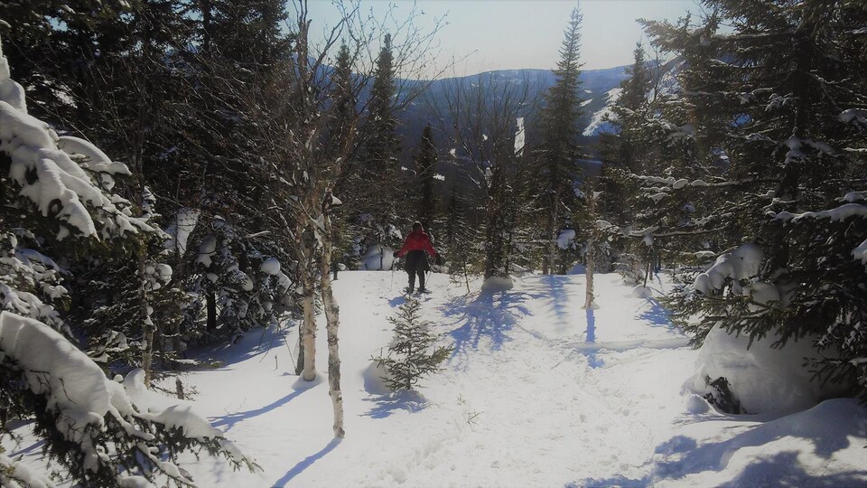 L’hiver s’installe dans le parc de la Gaspésie et au mont Miller ...