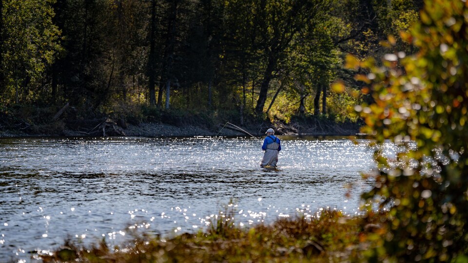 La montaison de saumons sur la rvière Matane connaît sa pire année en ...