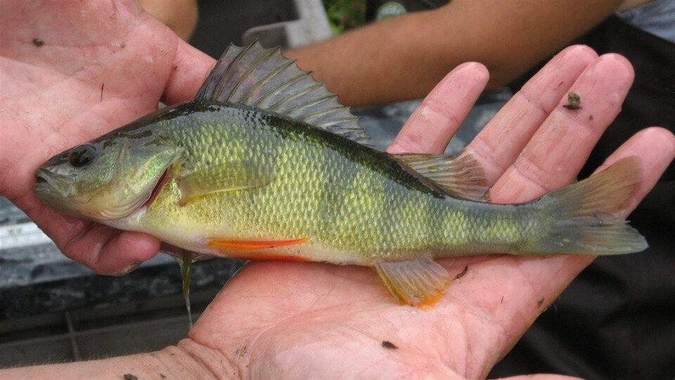 Prolongation du moratoire sur la pêche à la perchaude dans le lac Saint ...