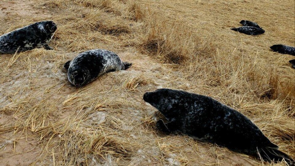 En difficulté dans le golfe, le phoque du Groenland est loin du déclin ...