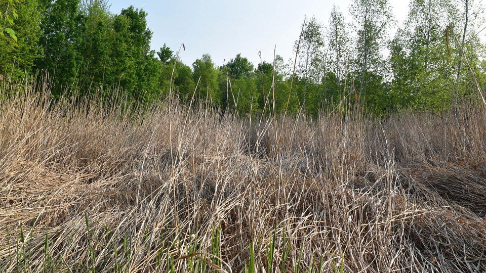 Le phragmite ou plus simplement le roseau commun