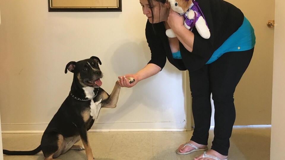 Montréal lance un ultimatum aux propriétaires de pitbulls sans permis ...