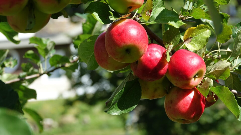 Le défi de développer de nouvelles variétés de pommes au Québec