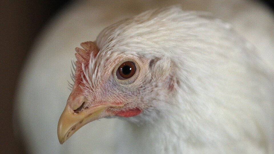 Louise Arbour, spécialiste des poules urbaines