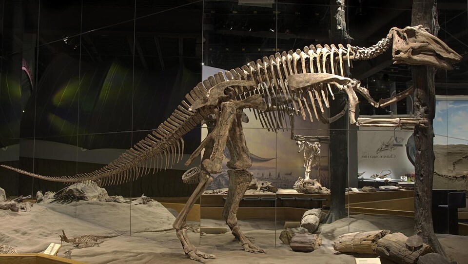 Des hadrosaures sans crête, ça existait! | Radio-Canada.ca