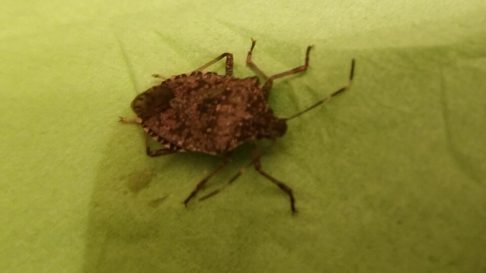 Punaise Marbree Dans La Maison | Ventana Blog