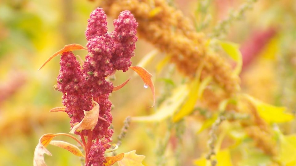 Des efforts pour implanter le quinoa dans l’Est-du-Québec | Radio-Canada.ca