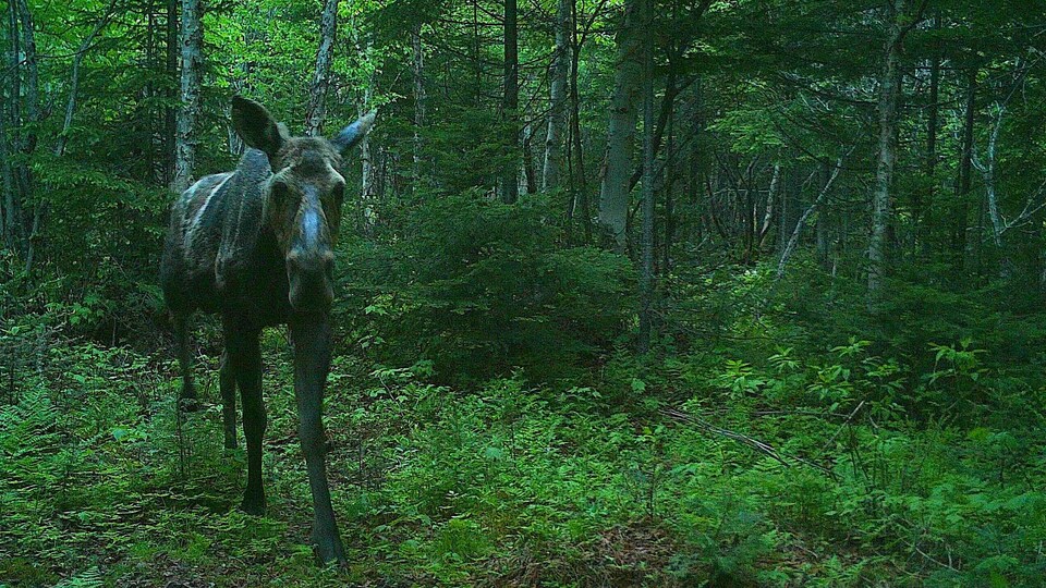 Hausse des décès d'orignaux au lac St-Jean