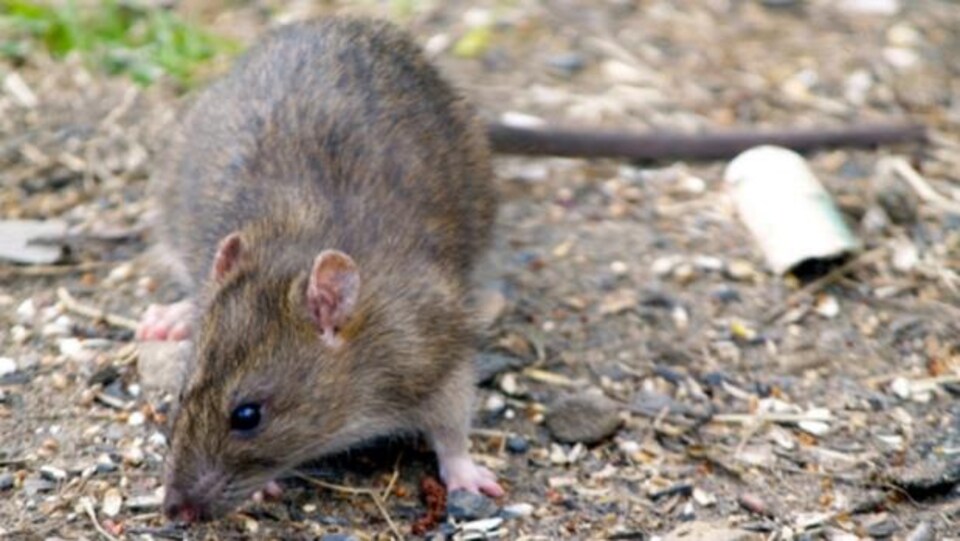 Les rats causent des ennuis dans les centres urbains de l'Atlantique