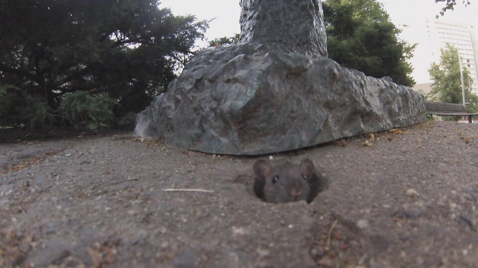 Des résidents de Moncton aux prises avec des problèmes de rats | Radio ...