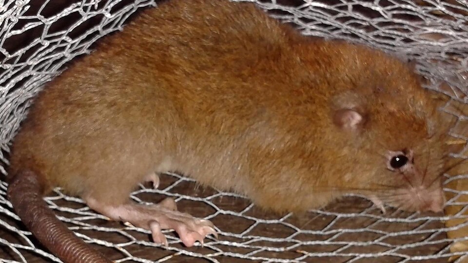 Un énorme rat découvert aux îles Salomon | ICI Radio-Canada.ca
