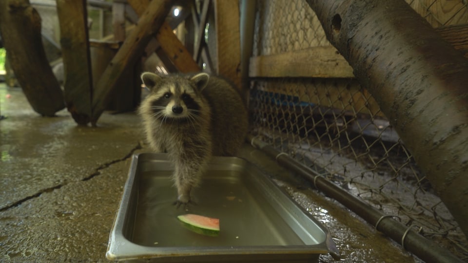 De plus en plus de faune en ville