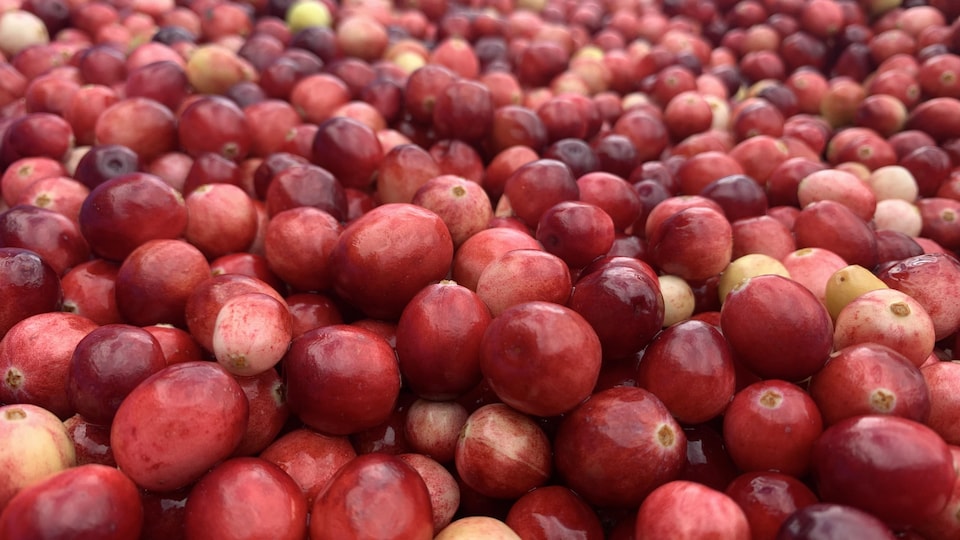 Une excellente saison pour la récolte de canneberges | Radio-Canada.ca