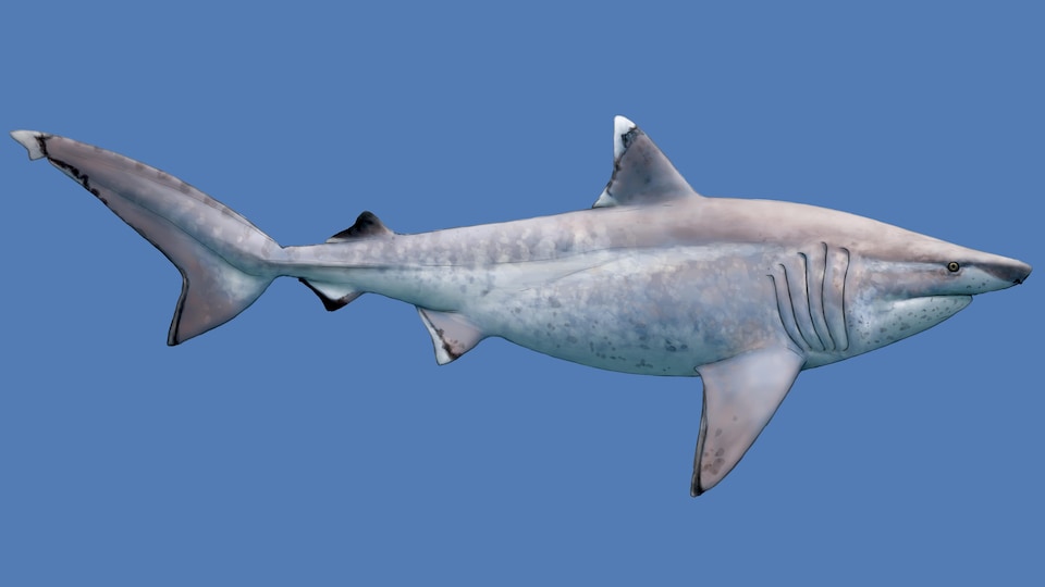 Après 80 millions d’années, Dave le requin édenté se dévoile aux ...