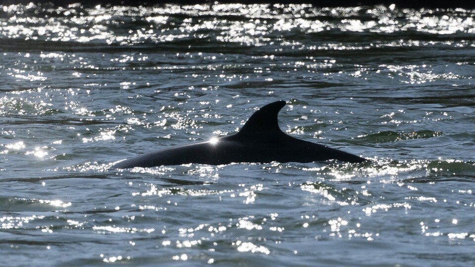 Un petit rorqual à Montréal