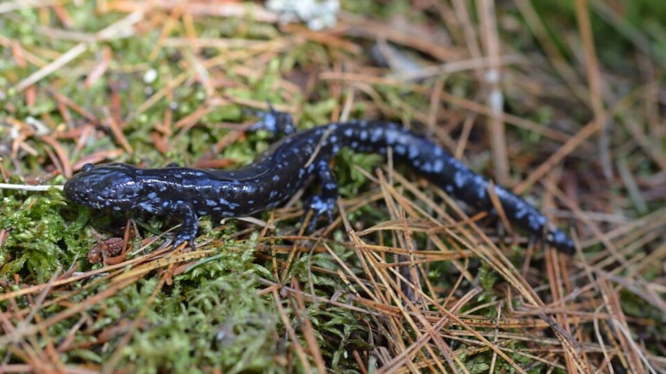 Les salamandres, amphibiens nord-côtiers méconnus