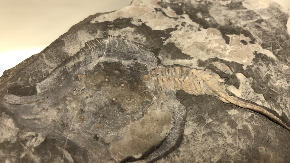 Plein de trouvailles au premier salon gaspésien de minéraux et de ...