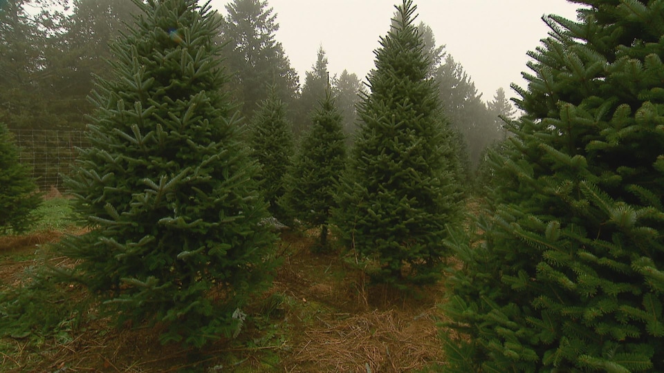 Les sapins de Noël s'envolent vite | Radio-Canada.ca