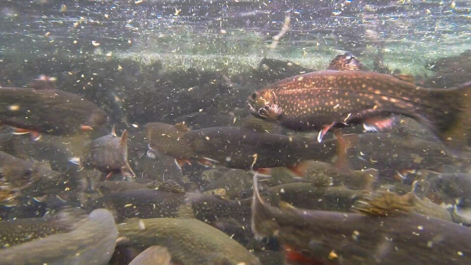 Des poissons végétariens pour sauver les fermes piscicoles | Radio ...