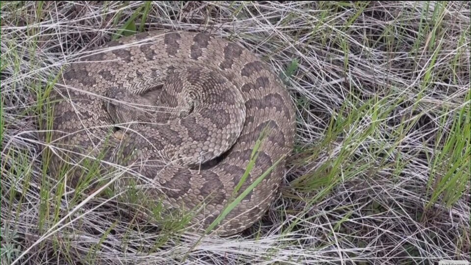 Partager sa passion pour les serpents | Radio-Canada.ca
