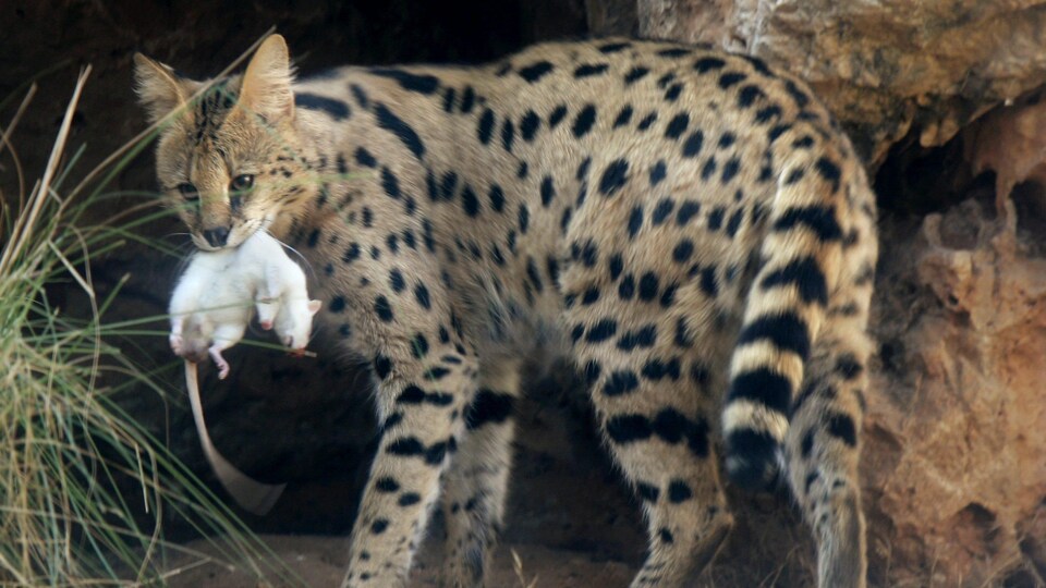 Le serval qui s’était enfui a été retrouvé | Radio-Canada.ca