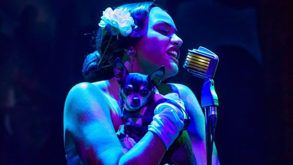 Un chihuahua de 11 ans fait ses débuts comme comédien à Calgary | Radio ...