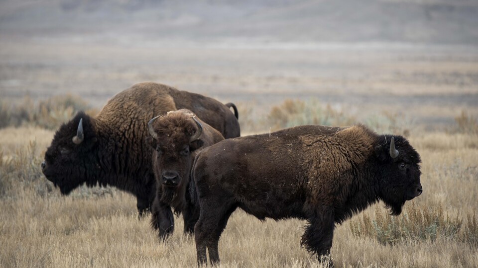 Old man on his back : une aire de conservation pour la faune et la flore