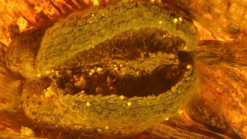 La plus grande fleur fossilisée découverte se dévoile sous un nouveau ...