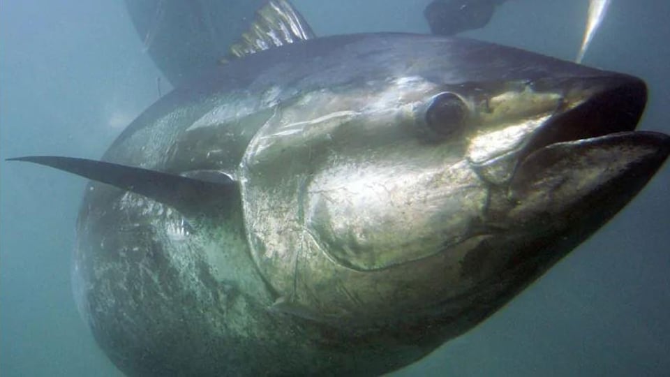 Un thon de 650 lb pêché au large de la Péninsule acadienne