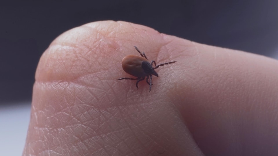 Tiques, puces, mites et poux : comment les différencier