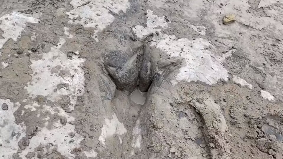 La sécheresse révèle des traces de dinosaures dans le lit d’une rivière ...