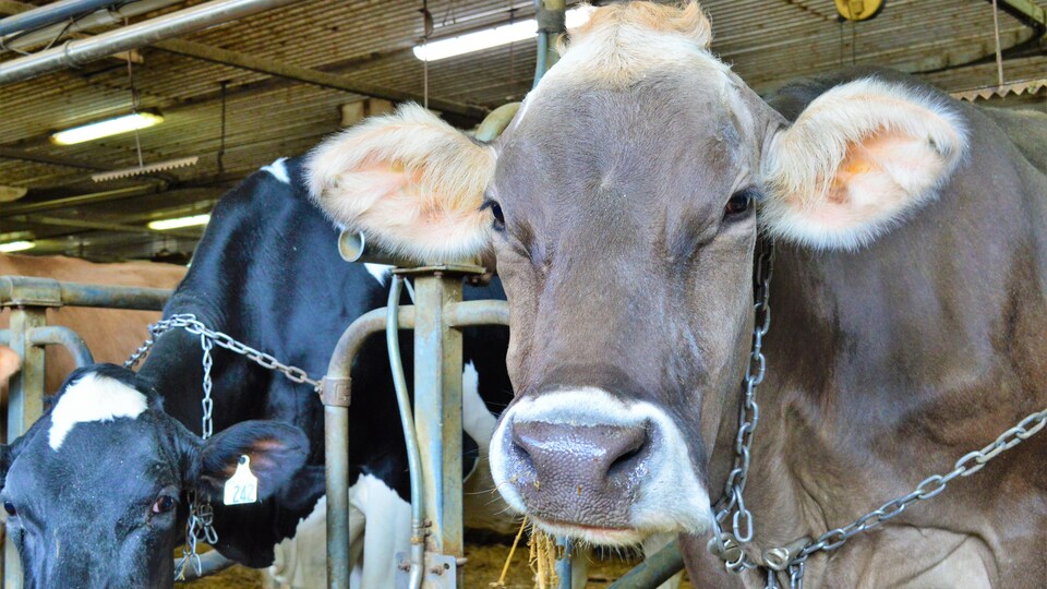 21 fermes laitières en moins en Abitibi-Témiscamingue et Nord-du-Québec ...