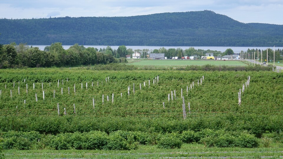 Excellente saison de récoltes de petits fruits à Val-Brillant