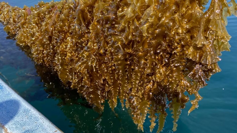 La N.-É. ouvre la voie à la culture du varech, une algue très ...