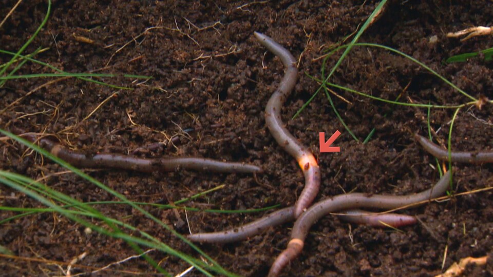 Le ver de terre, un paradoxe vivant | Radio-Canada.ca