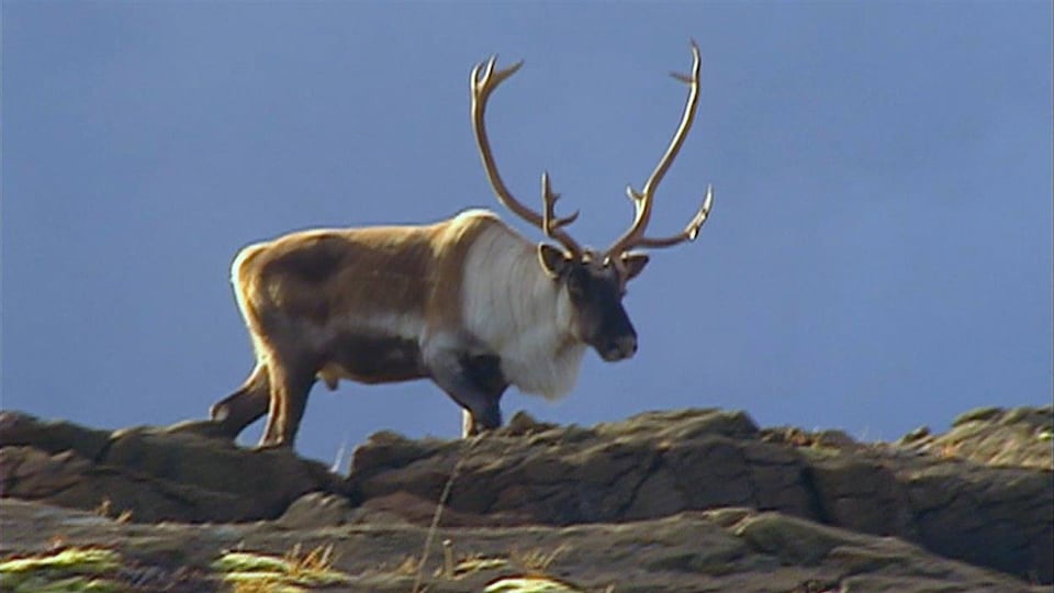 Une nouvelle consultation, mais peu d'espoir pour le caribou de la ...