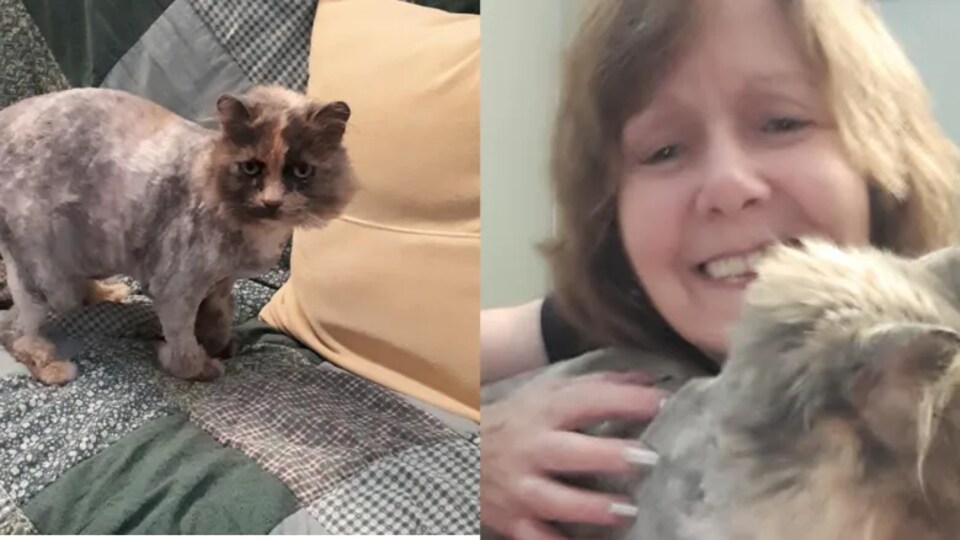 Une Albertaine Retrouve Sa Chatte Deux Ans Après Lavoir Perdue De Vue Radio Canadaca