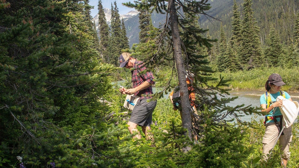 Le Yukon dénombre 33 espèces de maringouins… pour l’instant | Radio ...
