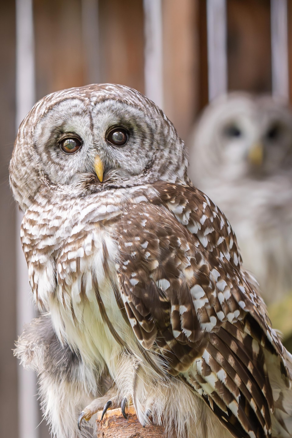 Godbout: un ultime refuge pour les oiseaux de proie | Radio-Canada.ca