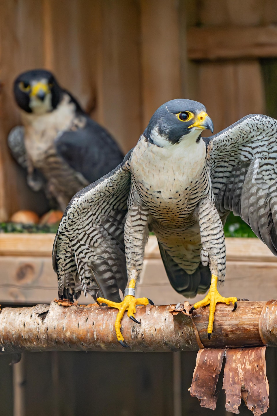 Godbout: un ultime refuge pour les oiseaux de proie | Radio-Canada.ca