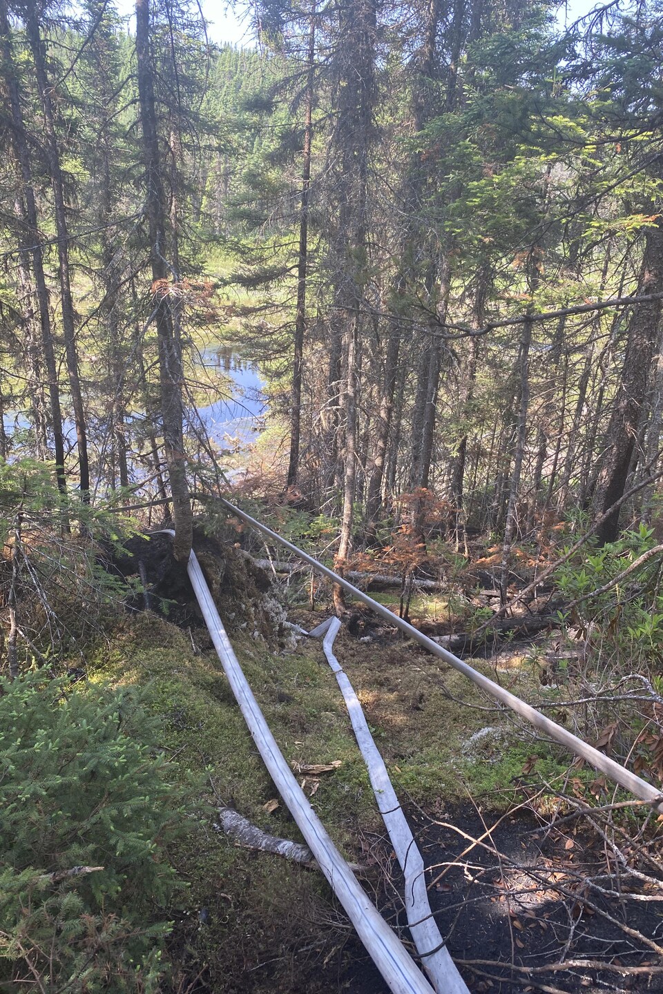 Sur les traces d’un feu de forêt | Radio-Canada.ca