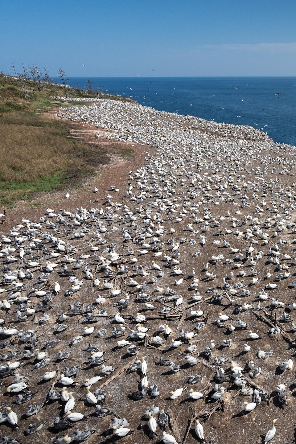 Des petits fous de Bassan par milliers à l’île Bonaventure | Radio ...