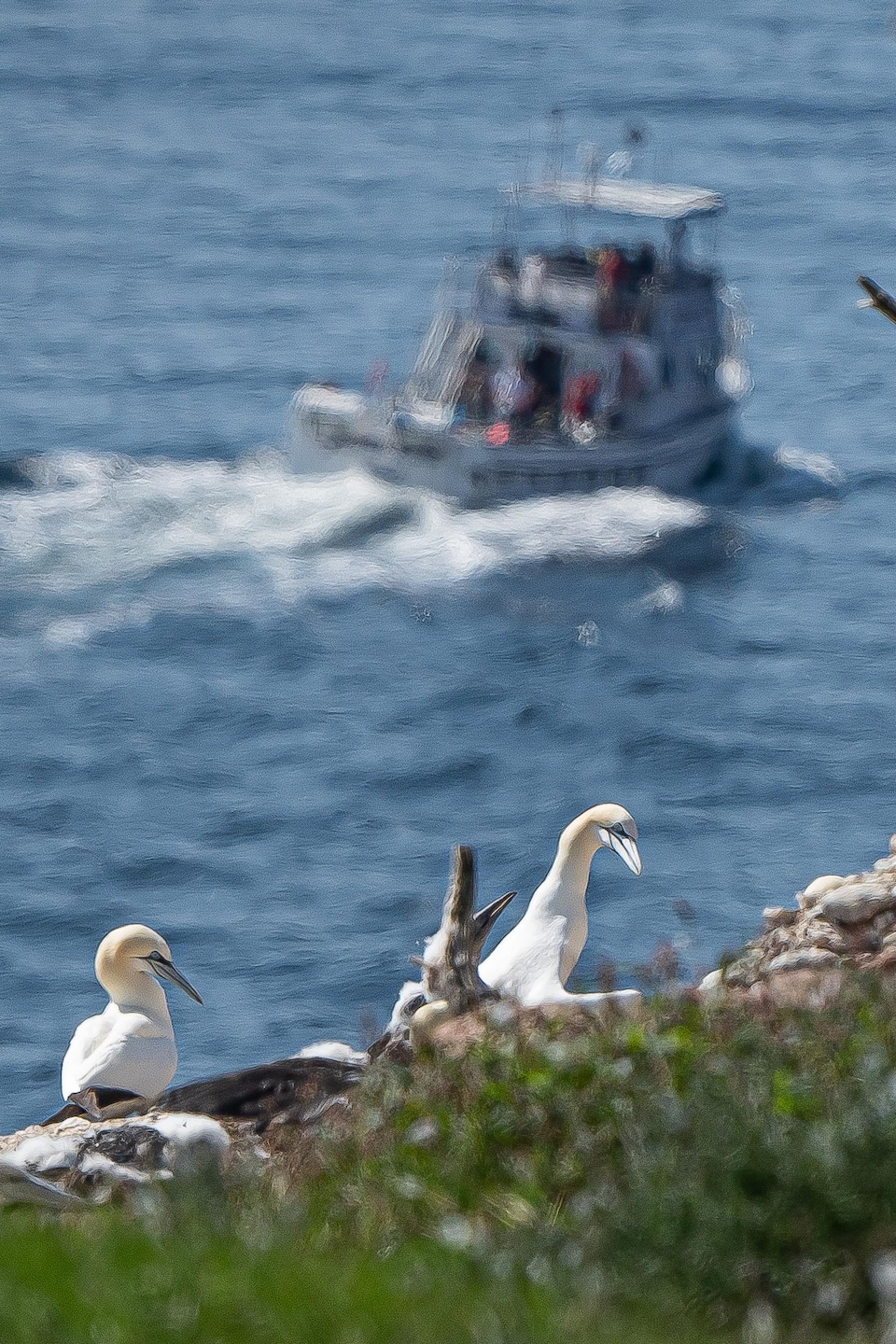 Des petits fous de Bassan par milliers à l’île Bonaventure | Radio ...