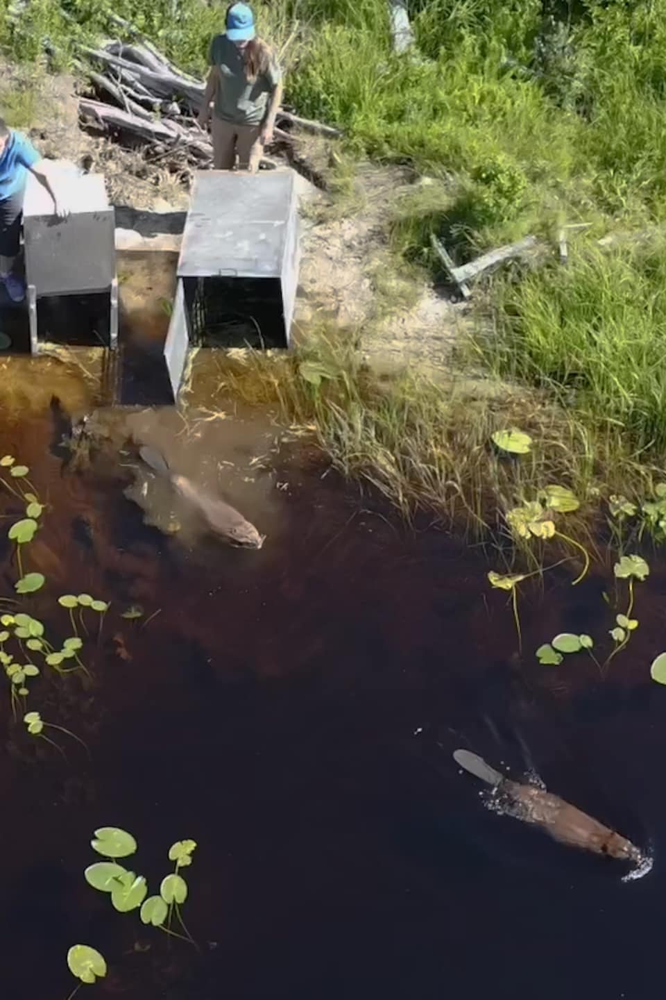 Le génie du castor comme outil contre les feux | Radio-Canada.ca